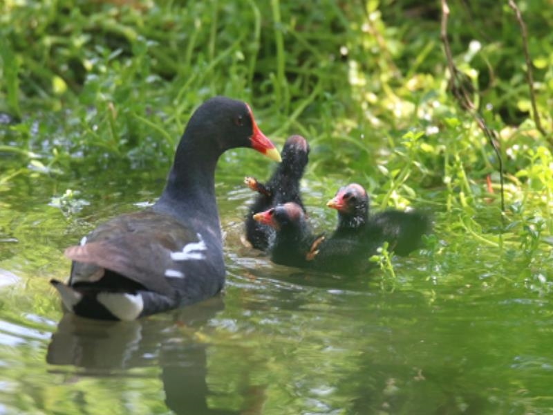 Common Moorhens Have Fun